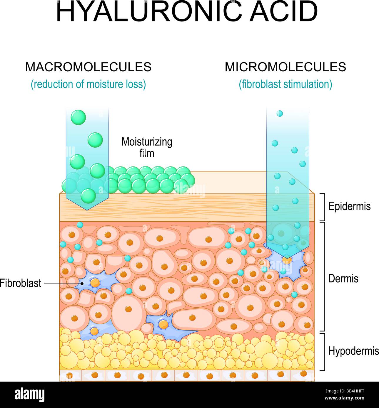 Hyaluronic acid. Penetration in the skin of Low and High molecule. Macromolecules for reduction ...