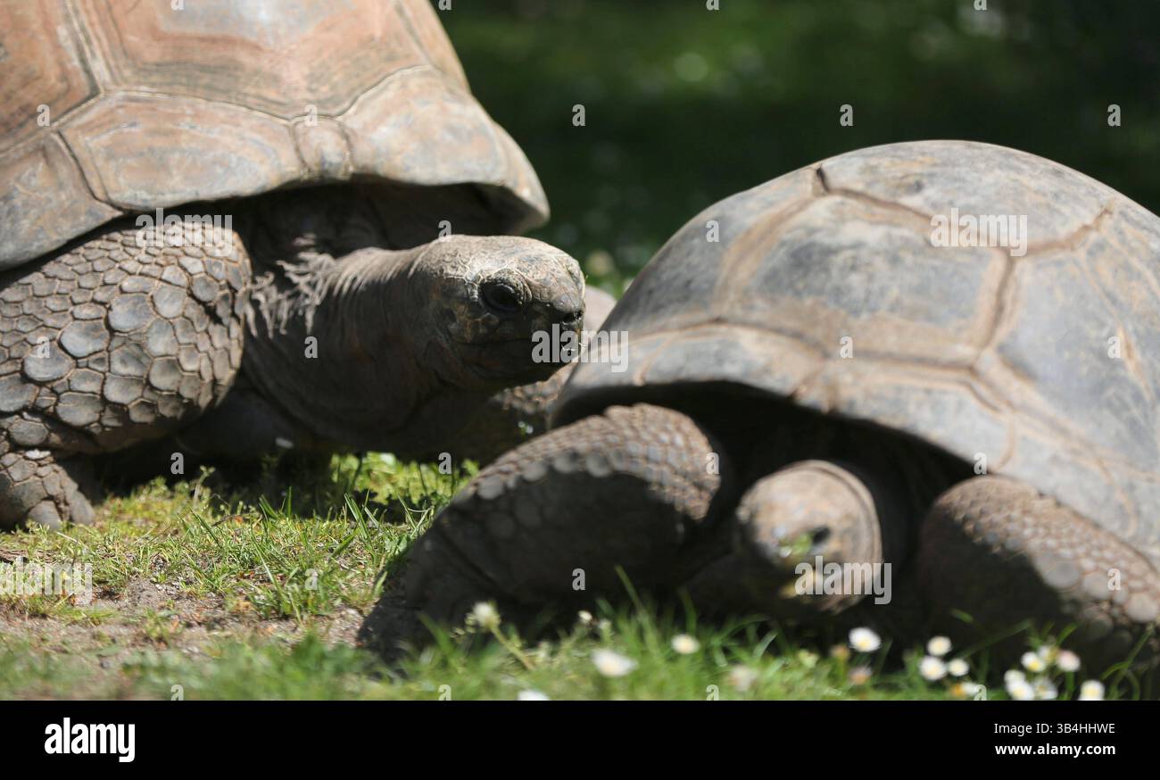 30.04.2025, xcex, GER, Hamburg, Hagenbecks Tierpark, Aldabra ...