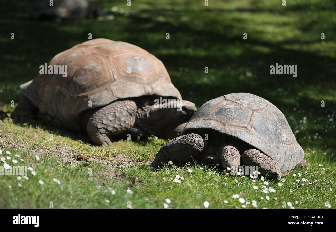 30.04.2025, xcex, GER, Hamburg, Hagenbecks Tierpark, Aldabra ...