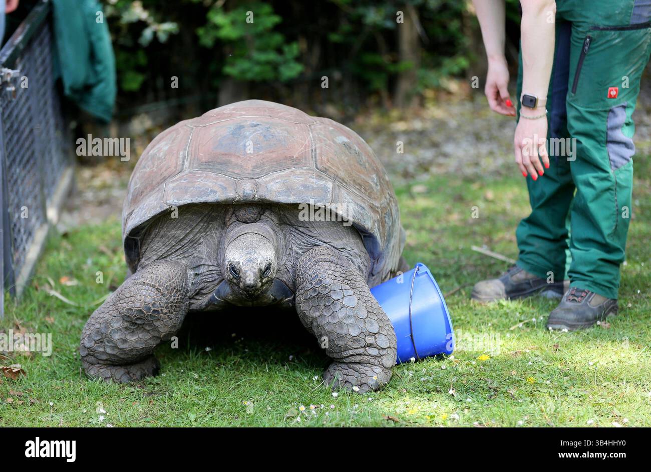 30.04.2025, xcex, GER, Hamburg, Hagenbecks Tierpark, Aldabra ...