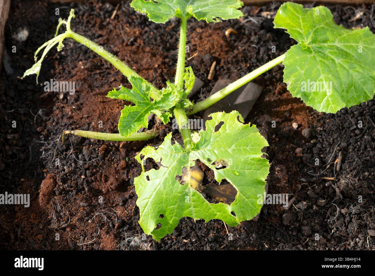 Courgette plant leaf leaves attacked by slugs and snails growing in ...