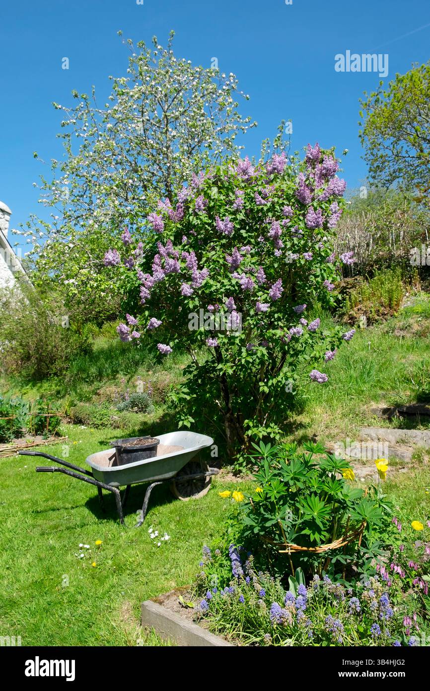 Lilac bush (Syringa vulgaris) growing flowering in bloom in spring ...