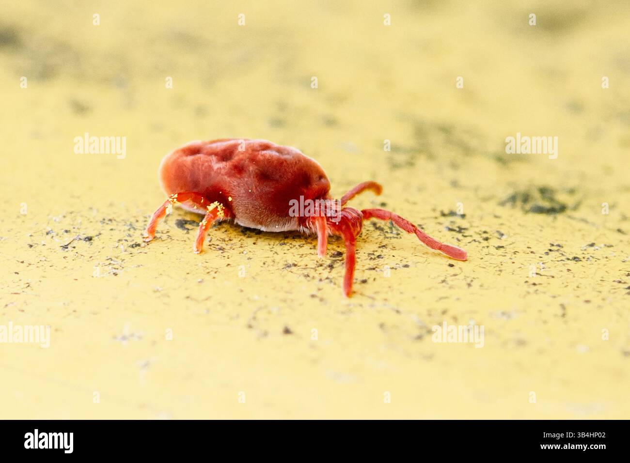 Red velvet mite (Trombidium sp.) walking on a yellow surface. Bright ...