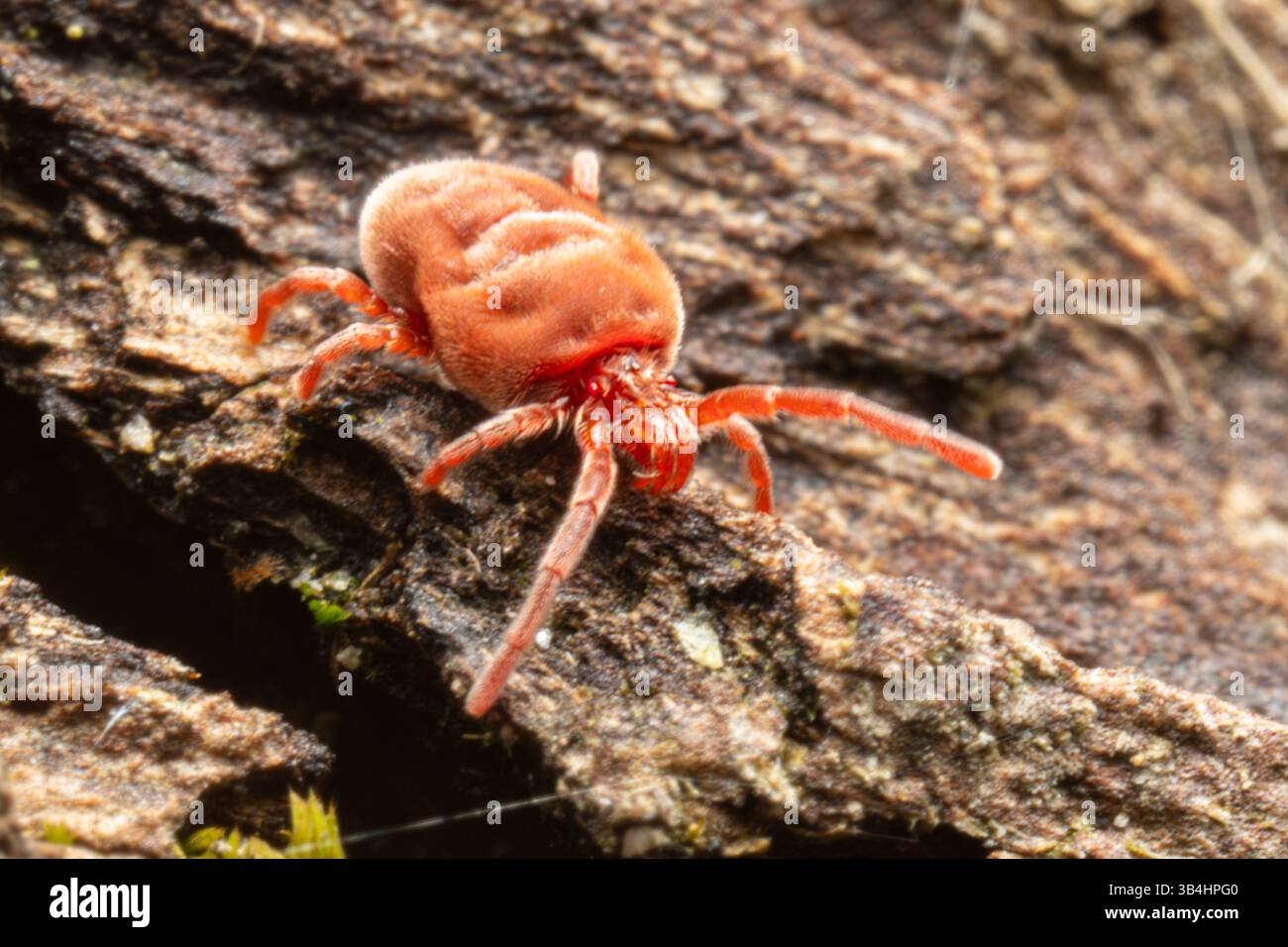 Red velvet mite (Trombidium sp.) crawling on moss and stone surface ...