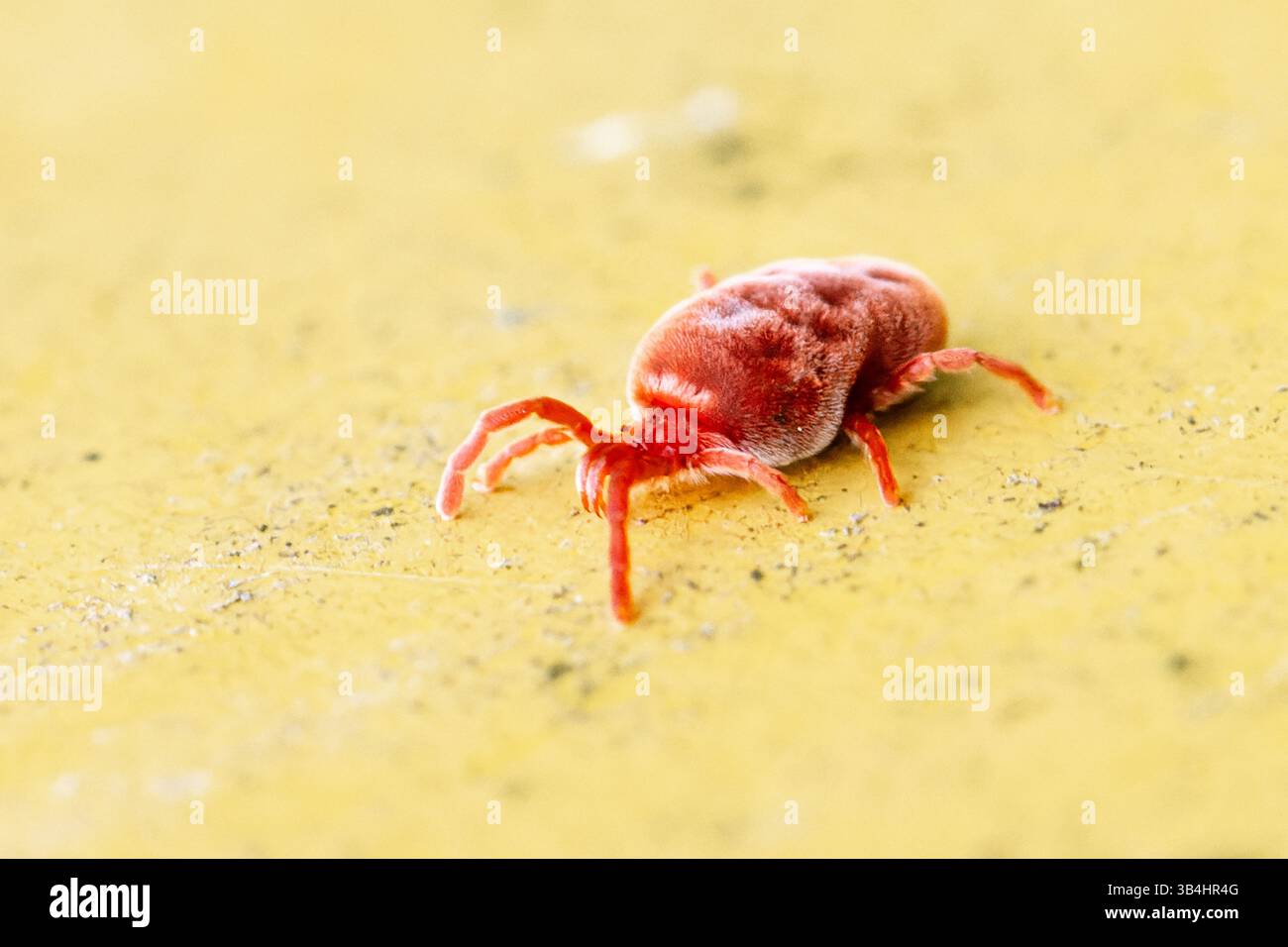 Red velvet mite (Trombidium sp.) walking on a yellow surface. Bright ...