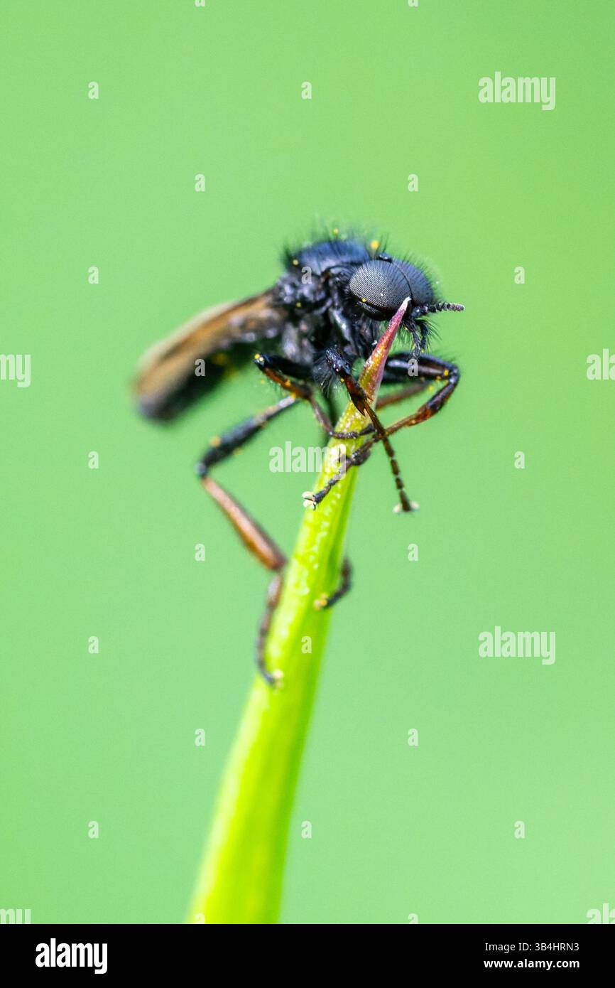 Fly Diptera sp. resting on a green grass stem, showing red compound ...