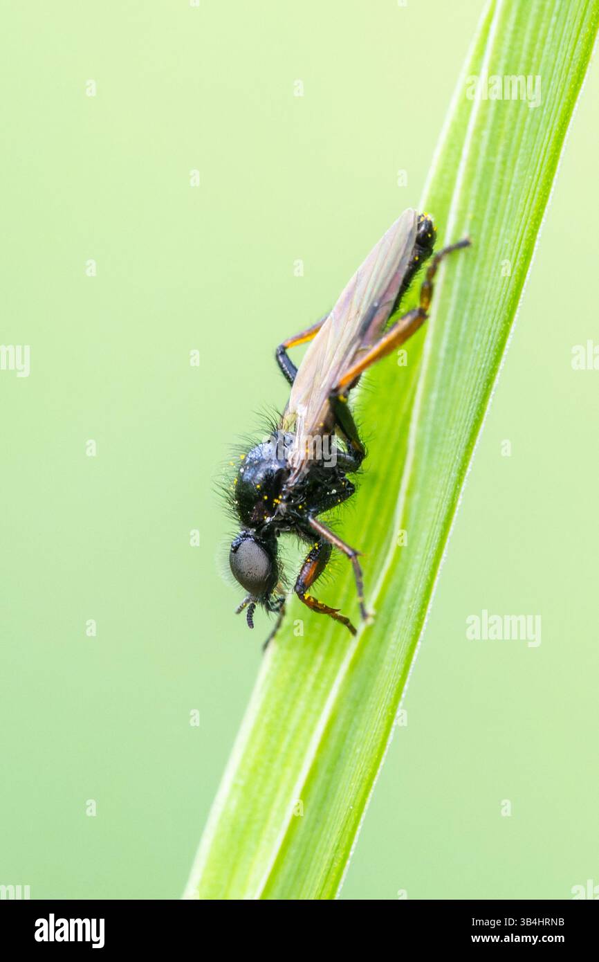 Fly Diptera sp. resting on a green grass stem, showing red compound ...