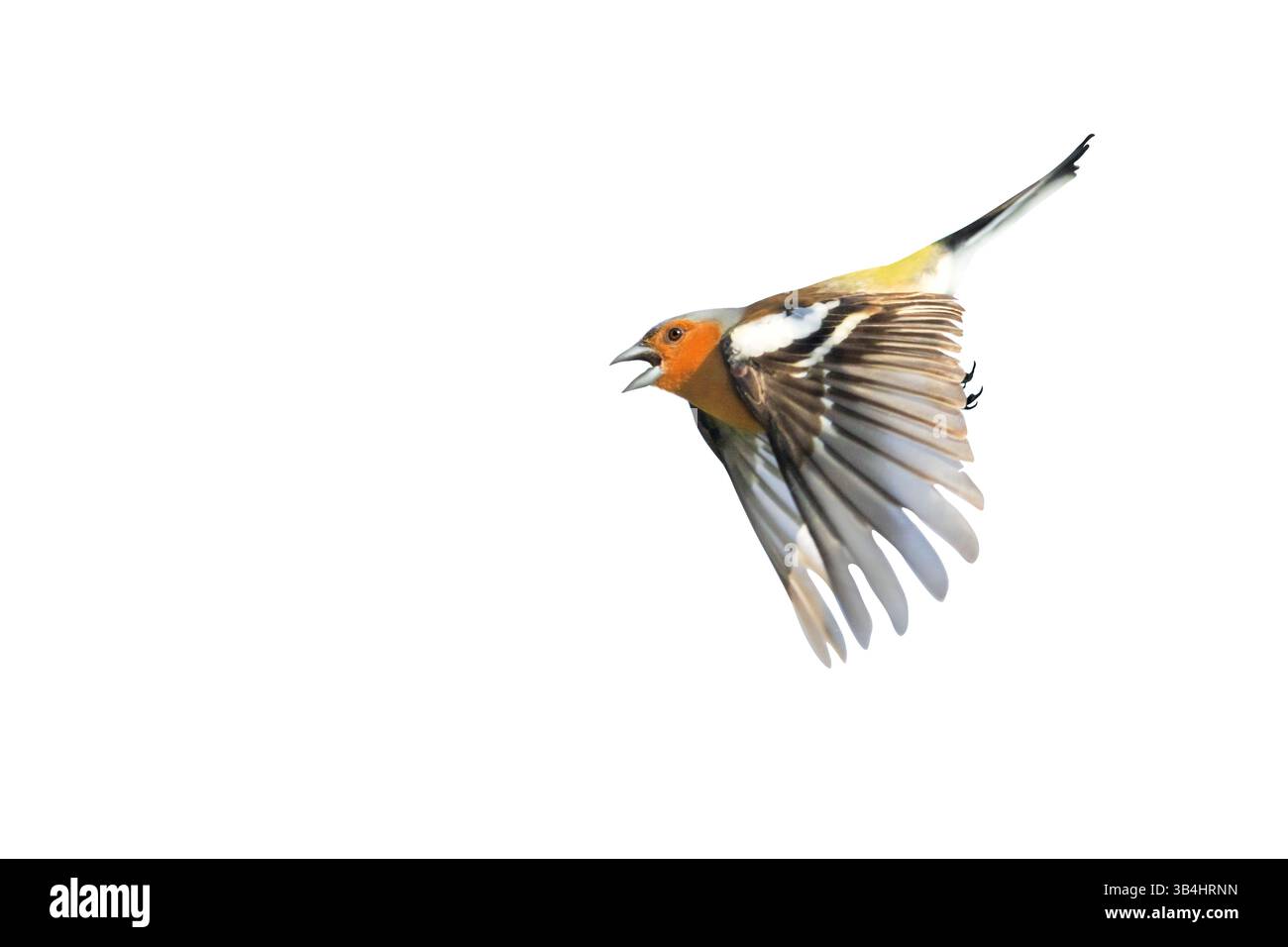 songbird,chaffinch in flight singing,isolated on white background Stock ...
