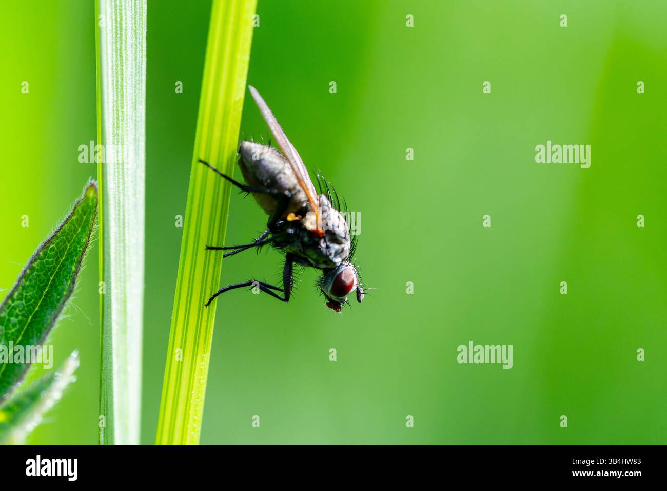 Fly Diptera sp. resting on a green grass stem, showing red compound ...