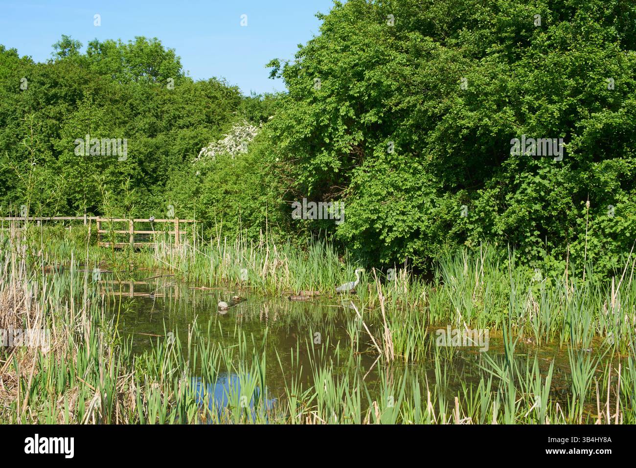 Nature reserve in Haggerston Park, Borough of Hackney, London UK Stock ...