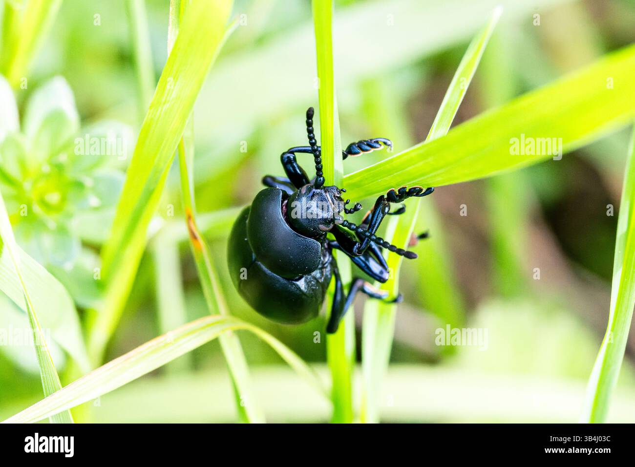 Oil beetle (Meloe sp.) walking on green vegetation, large flightless ...