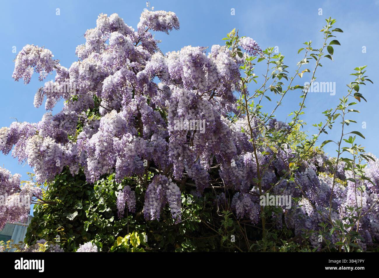 Chinese wisteria plant vine in flower bloom on Arundel gate Sheffield city centre England UK ...