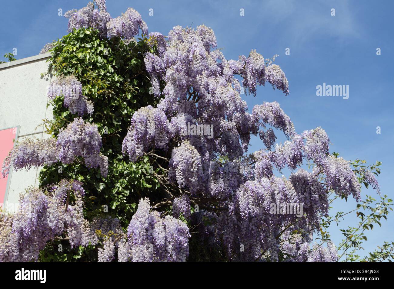 Chinese wisteria plant vine in flower bloom on Arundel gate Sheffield city centre England UK ...