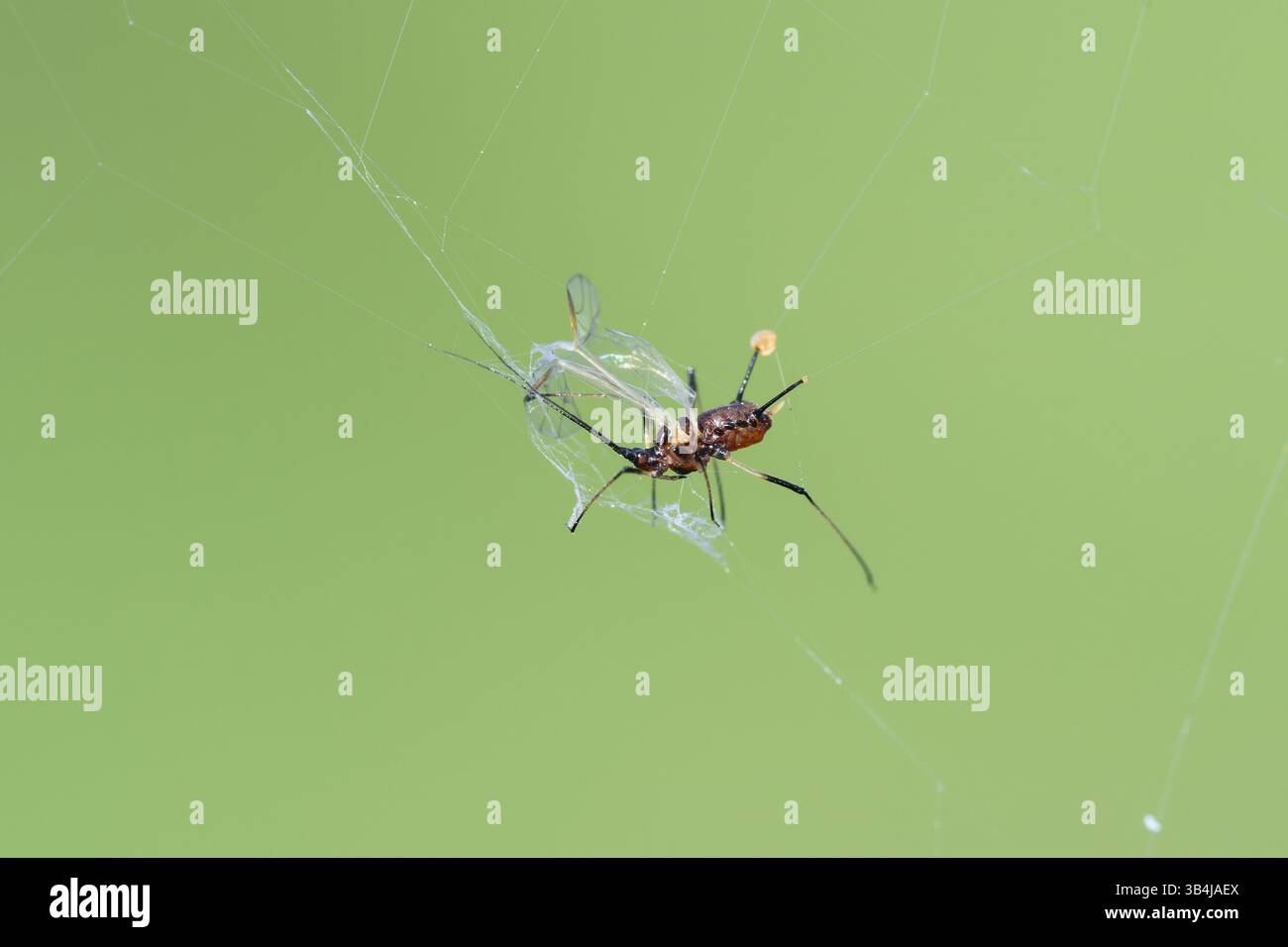 Aphid (Aphidoidea) trapped in a spider's web, showcasing intricate web ...
