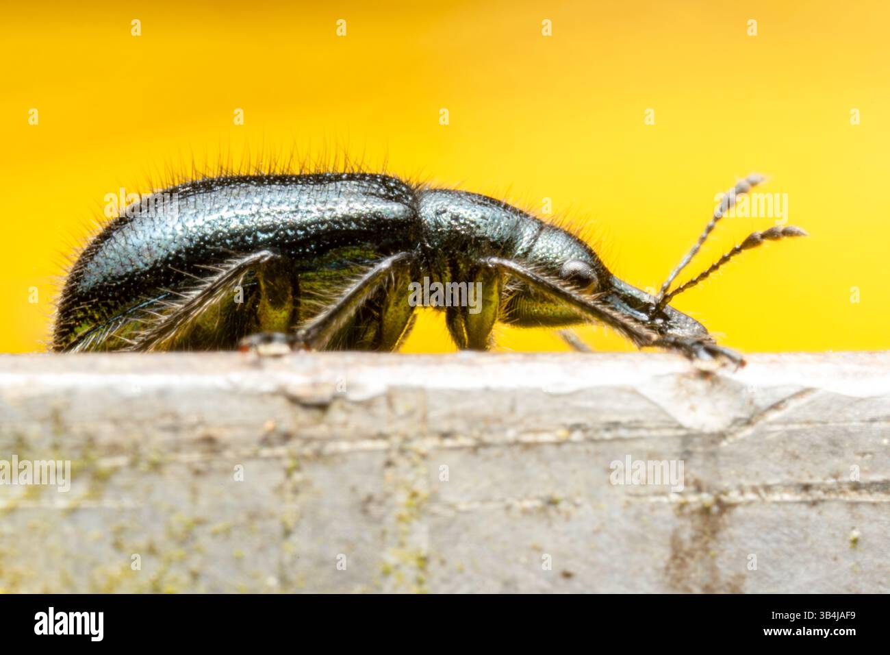 Rhynchitidae beetle (Coleoptera), profile view on wood, showing its ...