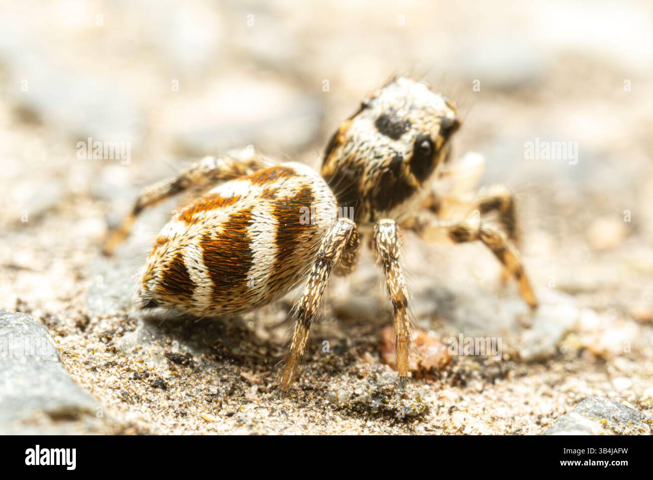 Salticus scenicus (Salticidae), zebra jumping spider resting on a stone ...