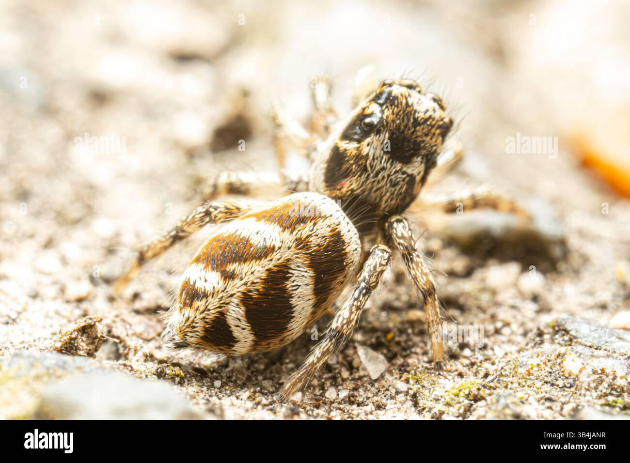 Salticus scenicus (Salticidae), zebra jumping spider resting on a stone ...