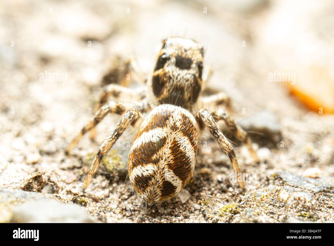 Salticus scenicus (Salticidae), zebra jumping spider resting on a stone ...