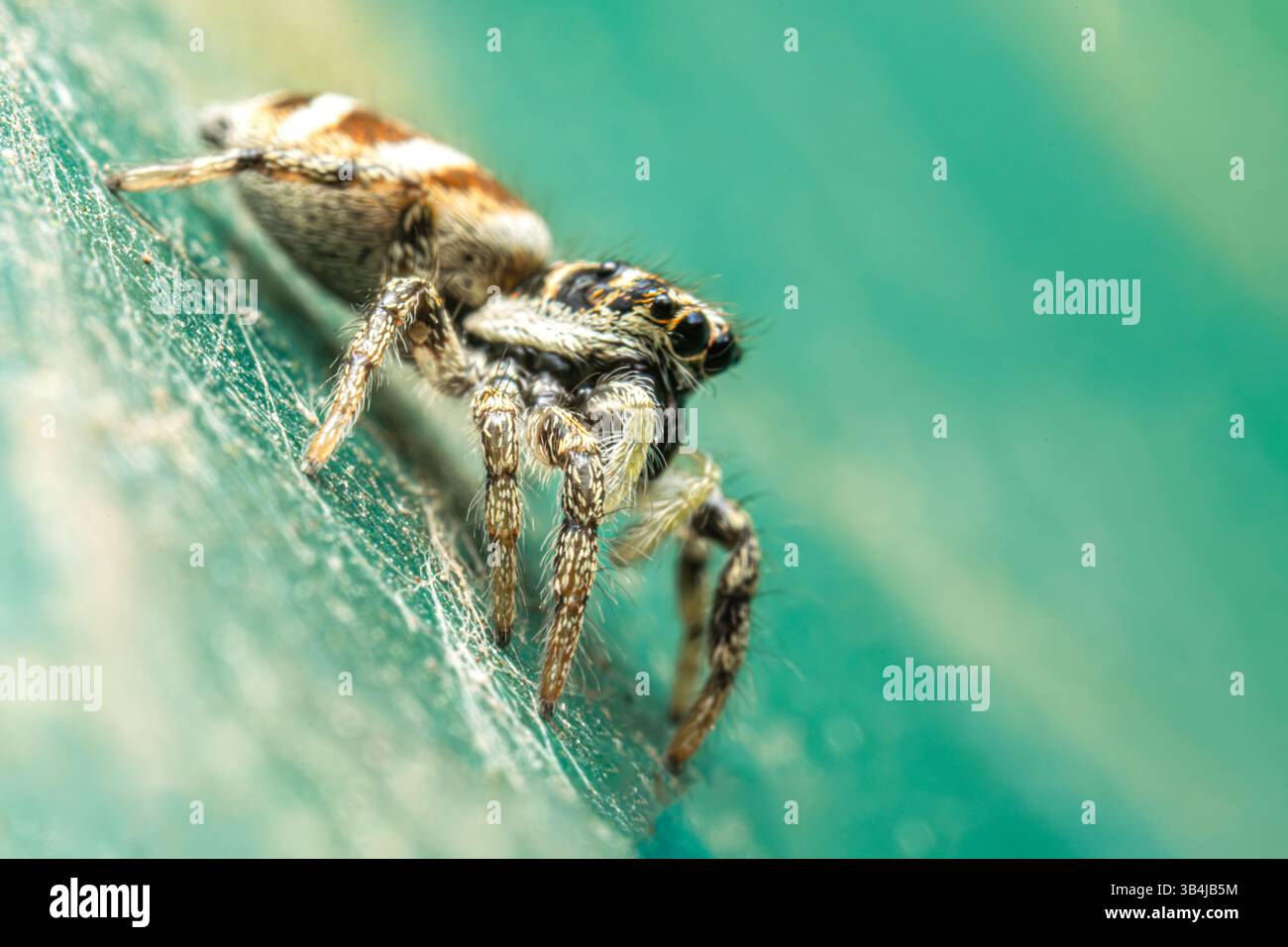 Urban macro hi-res stock photography and images - Alamy