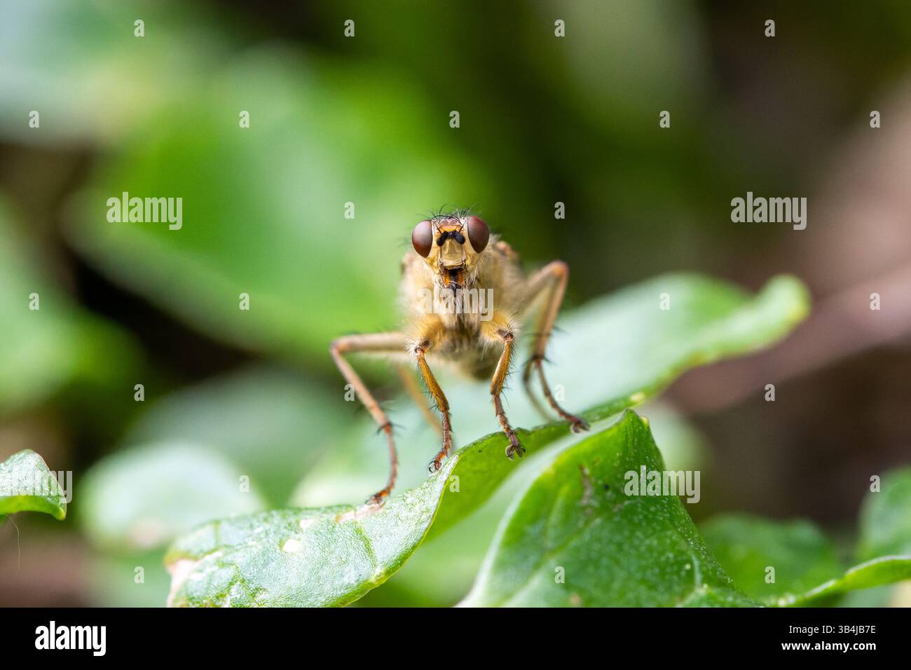 Diptera id hi-res stock photography and images - Alamy