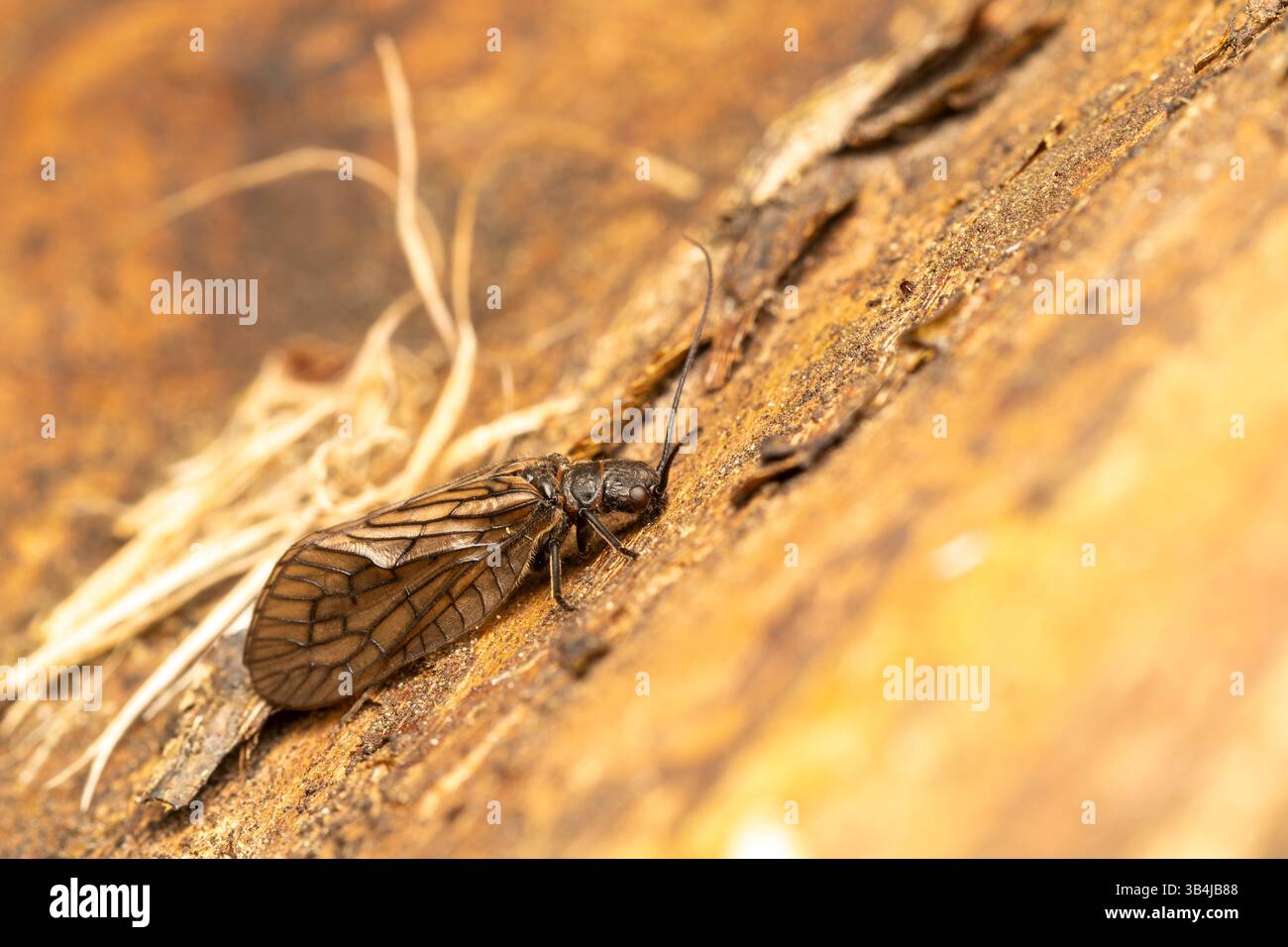 Sialis lutaria (Megaloptera) resting on soil, macro view highlights the ...