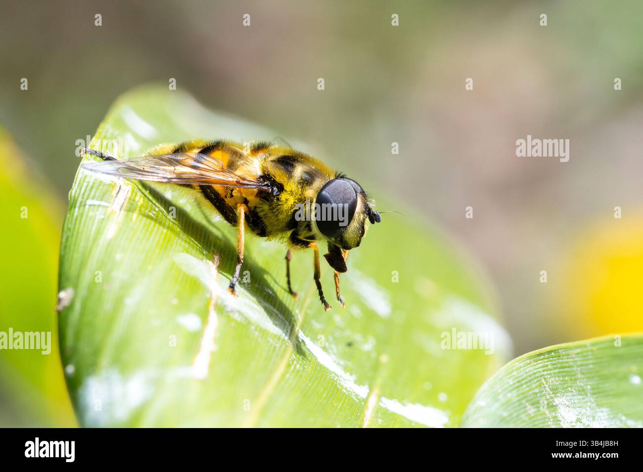 Syrphid grooming hi-res stock photography and images - Alamy