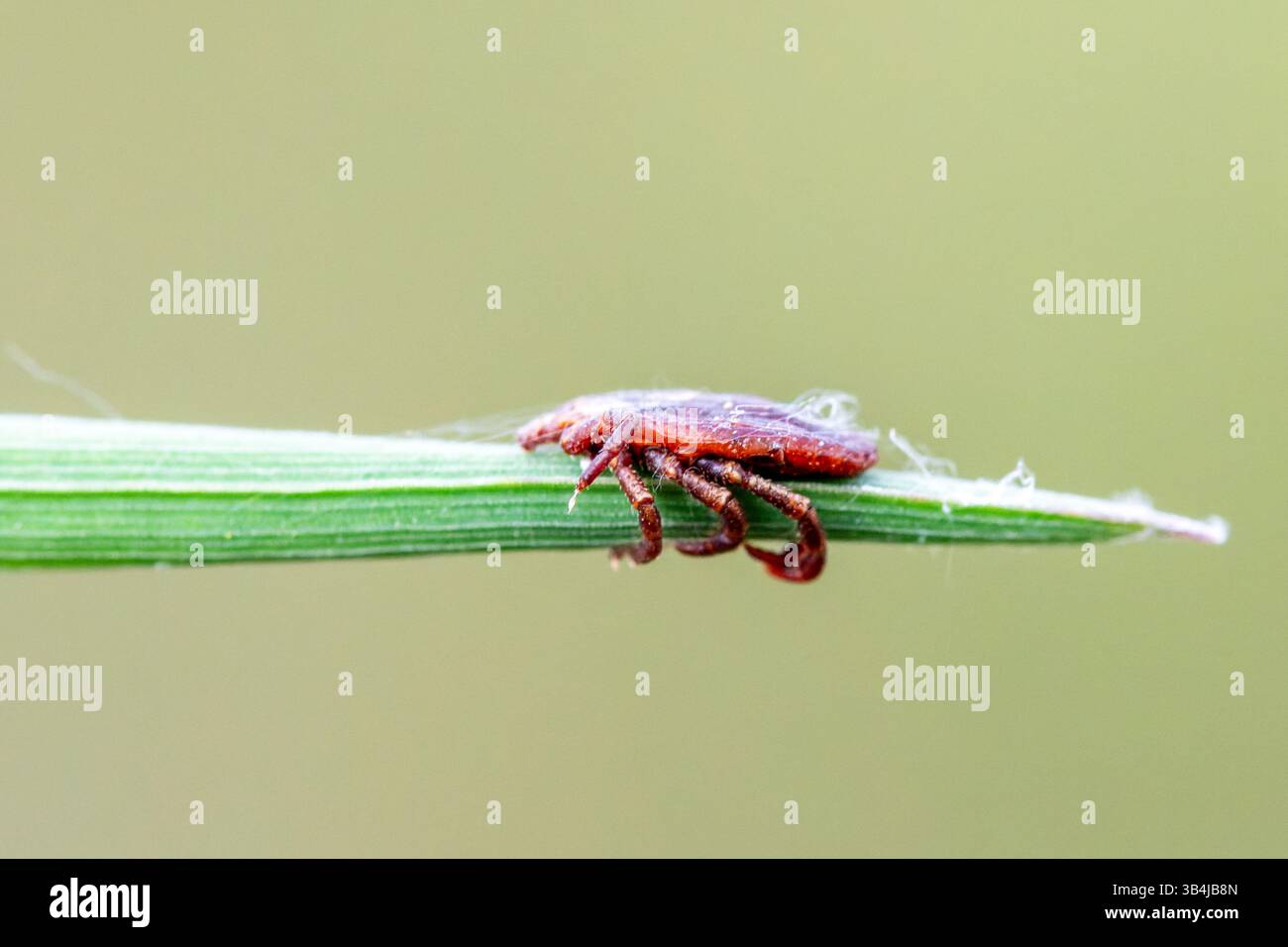 Tick (Ixodidae) in questing position on a blade of grass, waiting for a ...