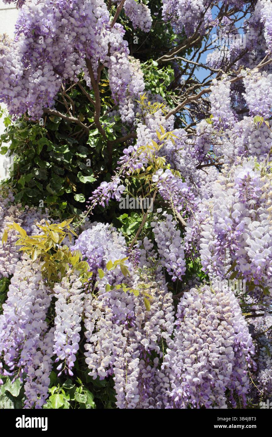 Chinese wisteria plant vine in flower bloom on Arundel gate Sheffield ...