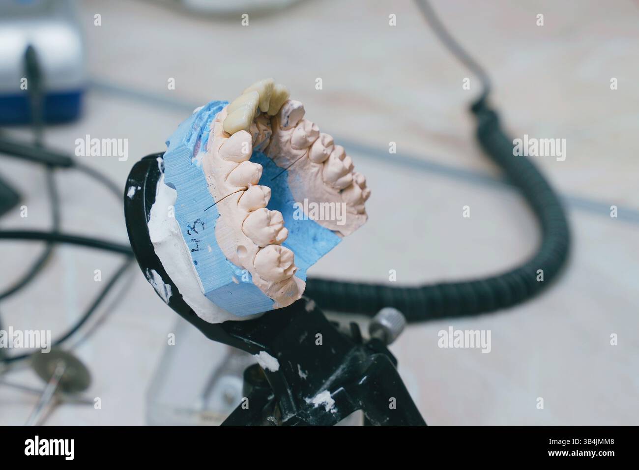 Highly detailed dental anatomy model hi-res stock photography and ...