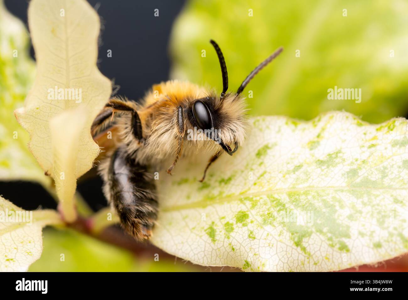 Andrena nitida solitary bee resting on a green leaf, showcasing its ...