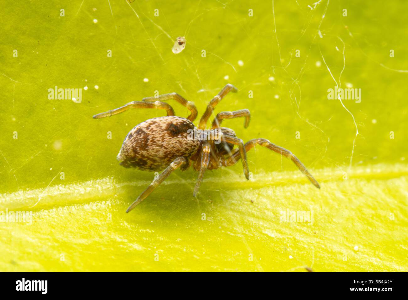 Dictyna spec. spider resting on a green leaf, showcasing its delicate ...