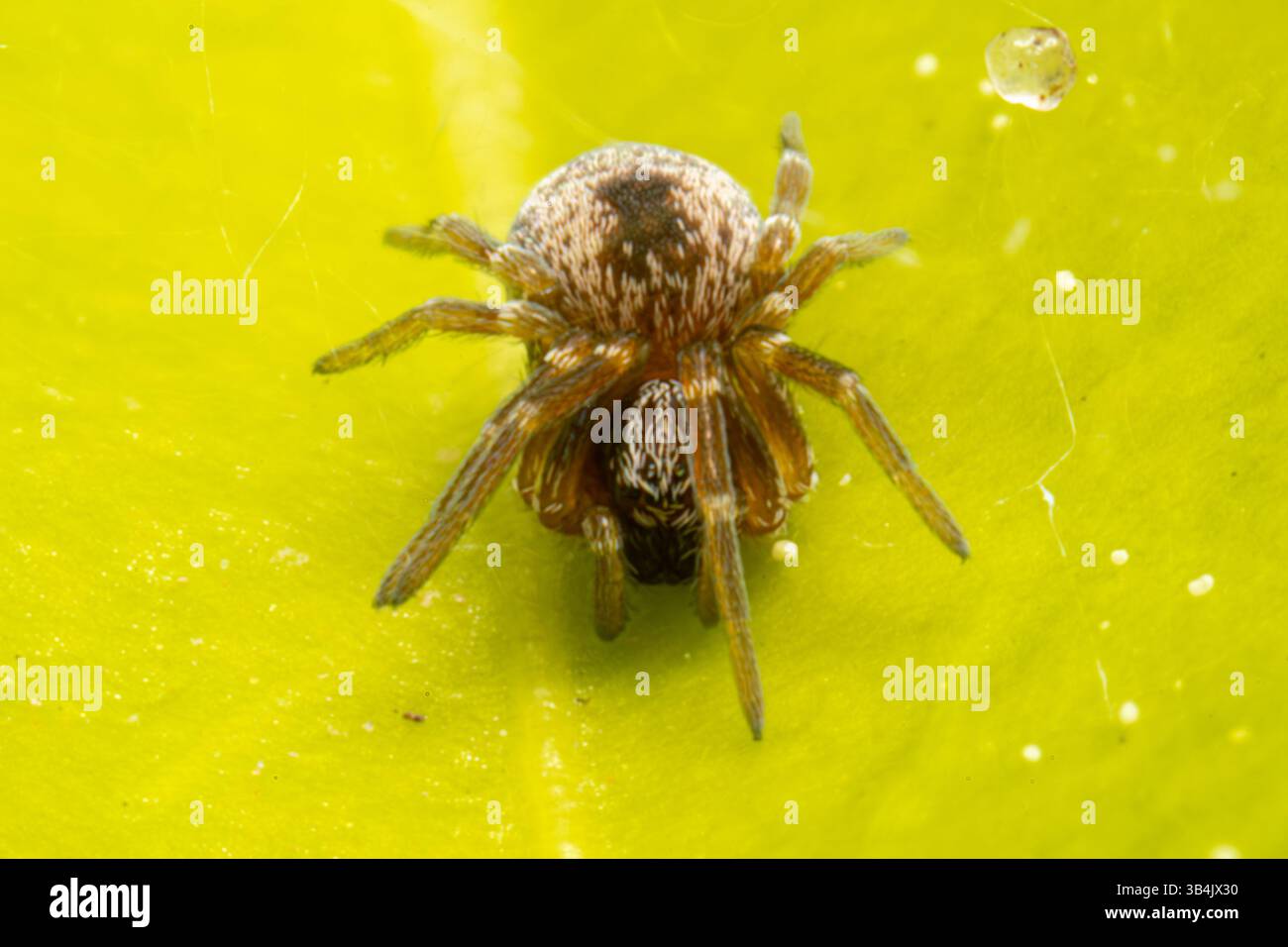 Dictyna spec. spider resting on a green leaf, showcasing its delicate ...
