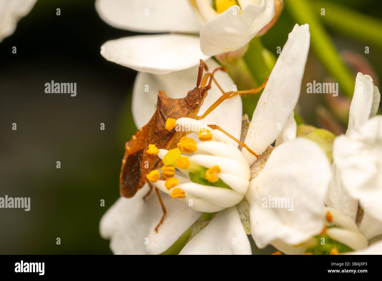 Gonocerus resting on flower hi-res stock photography and images - Alamy