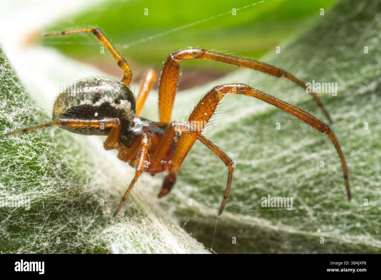 Noble false widow in nature hi-res stock photography and images - Alamy