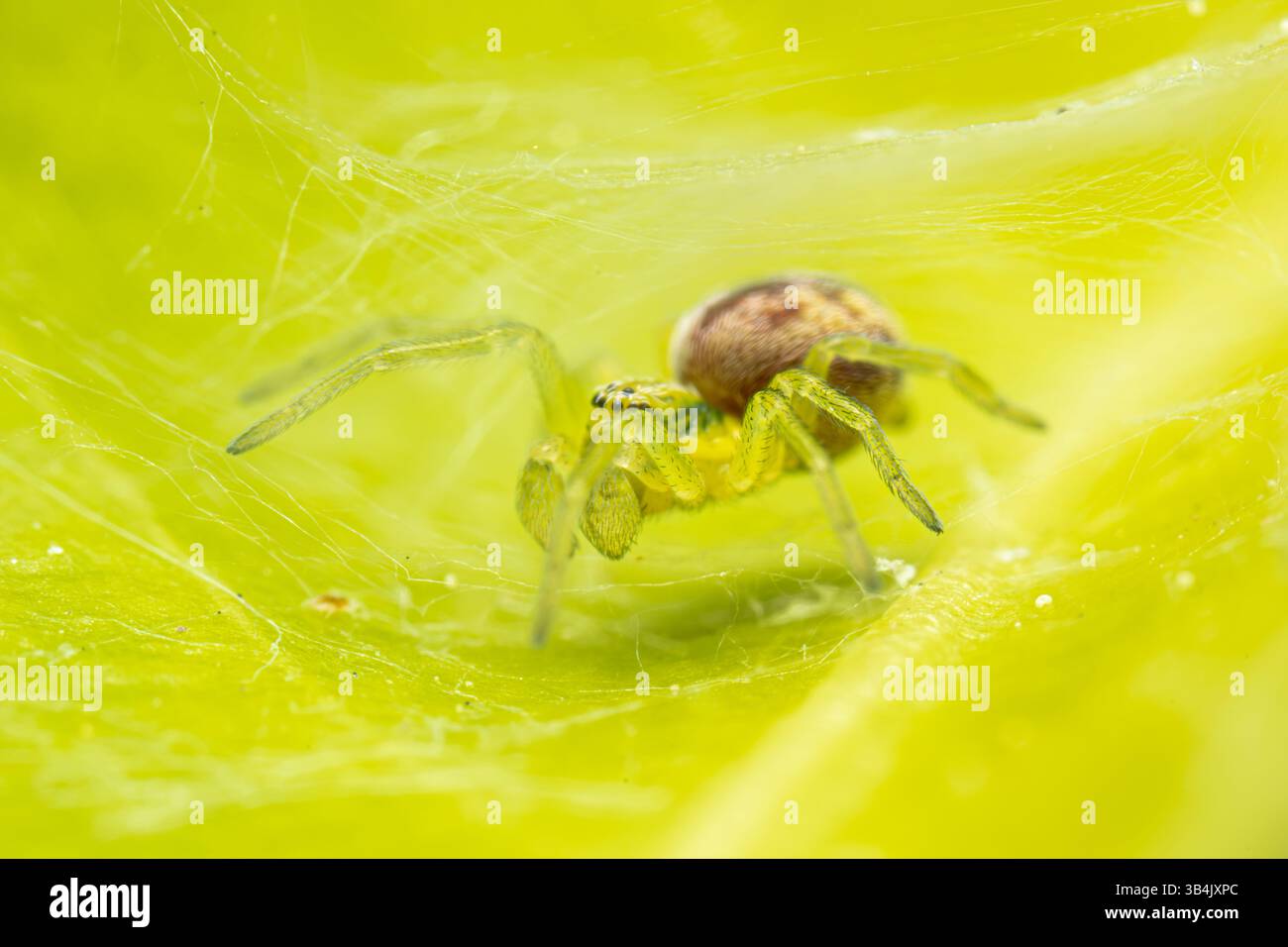 Nigma walckenaeri spider resting on a green leaf, showing distinct body ...