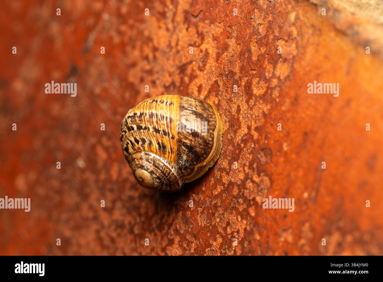 A garden snail (Cornu aspersum) retracting into its shell, stuck to a ...