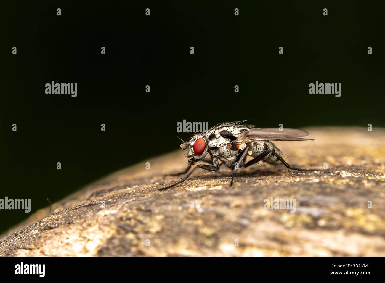 Diptera in nature hi-res stock photography and images - Alamy