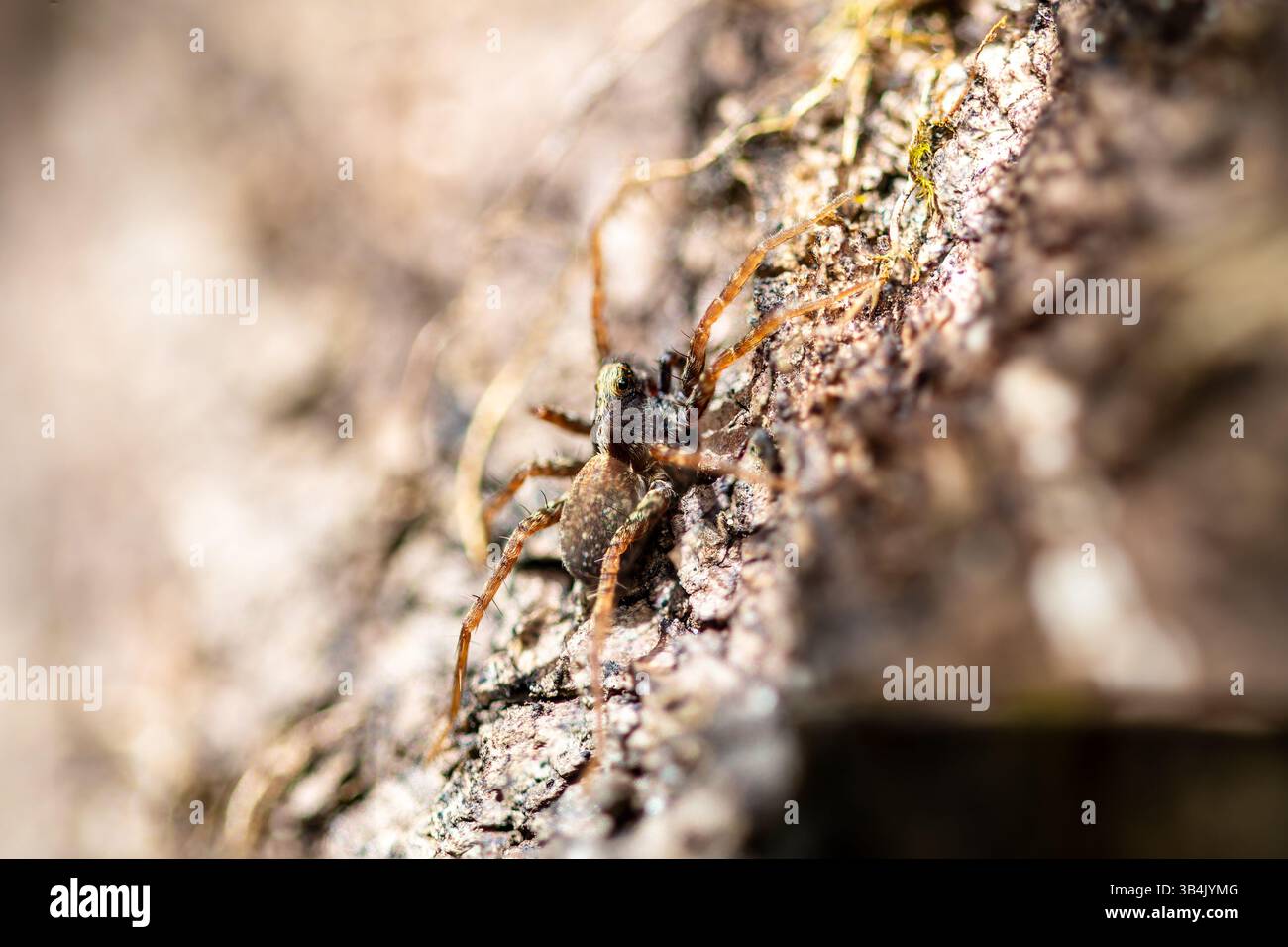 Pardosa spec. wolf spider resting on wood in a forest, camouflaged ...