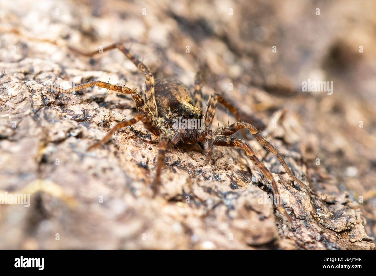 Wolf spider under bark hi-res stock photography and images - Alamy