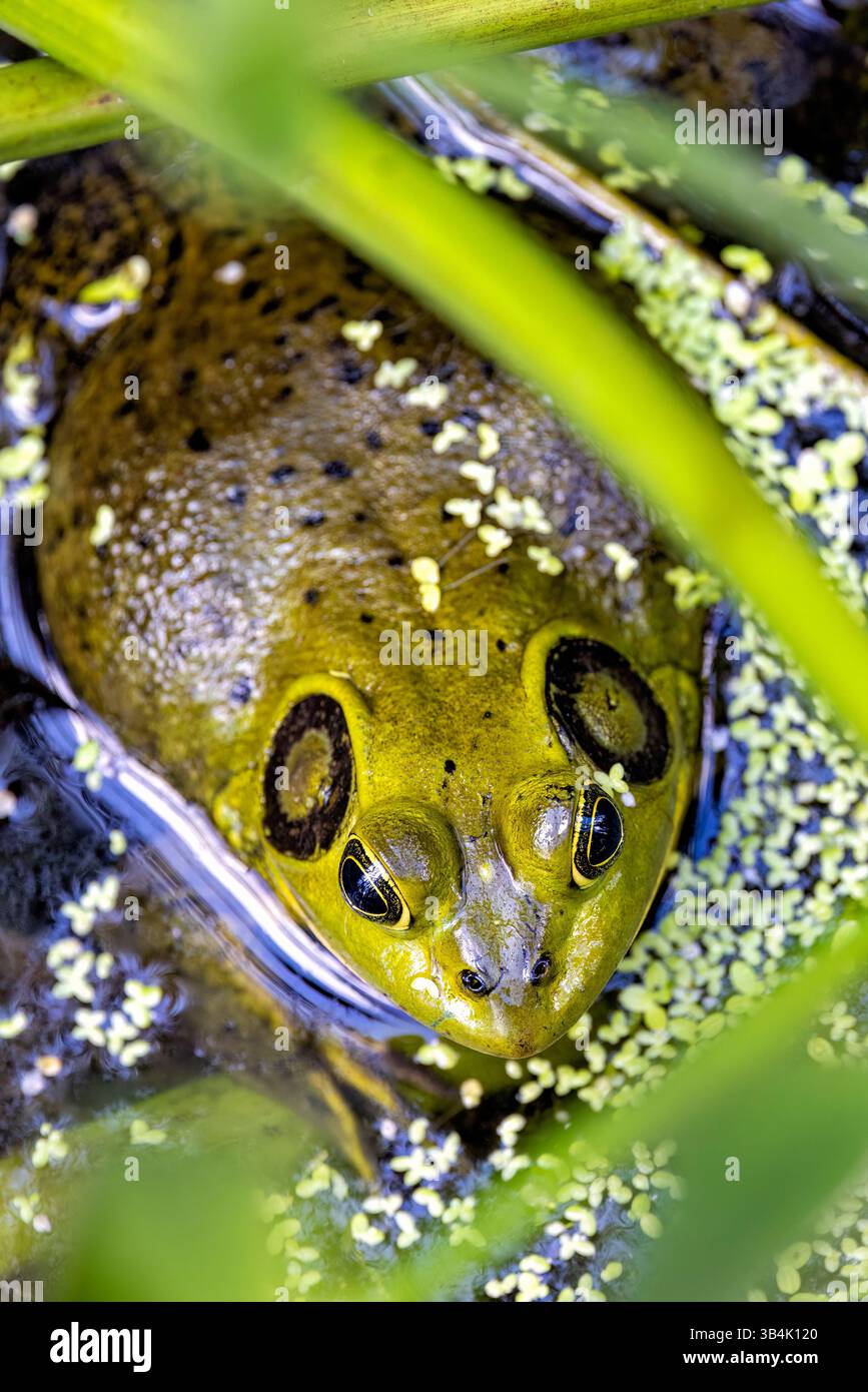 Pig frog (Lithobates grylio) - Green Cay Wetlands, Boynton Beach ...