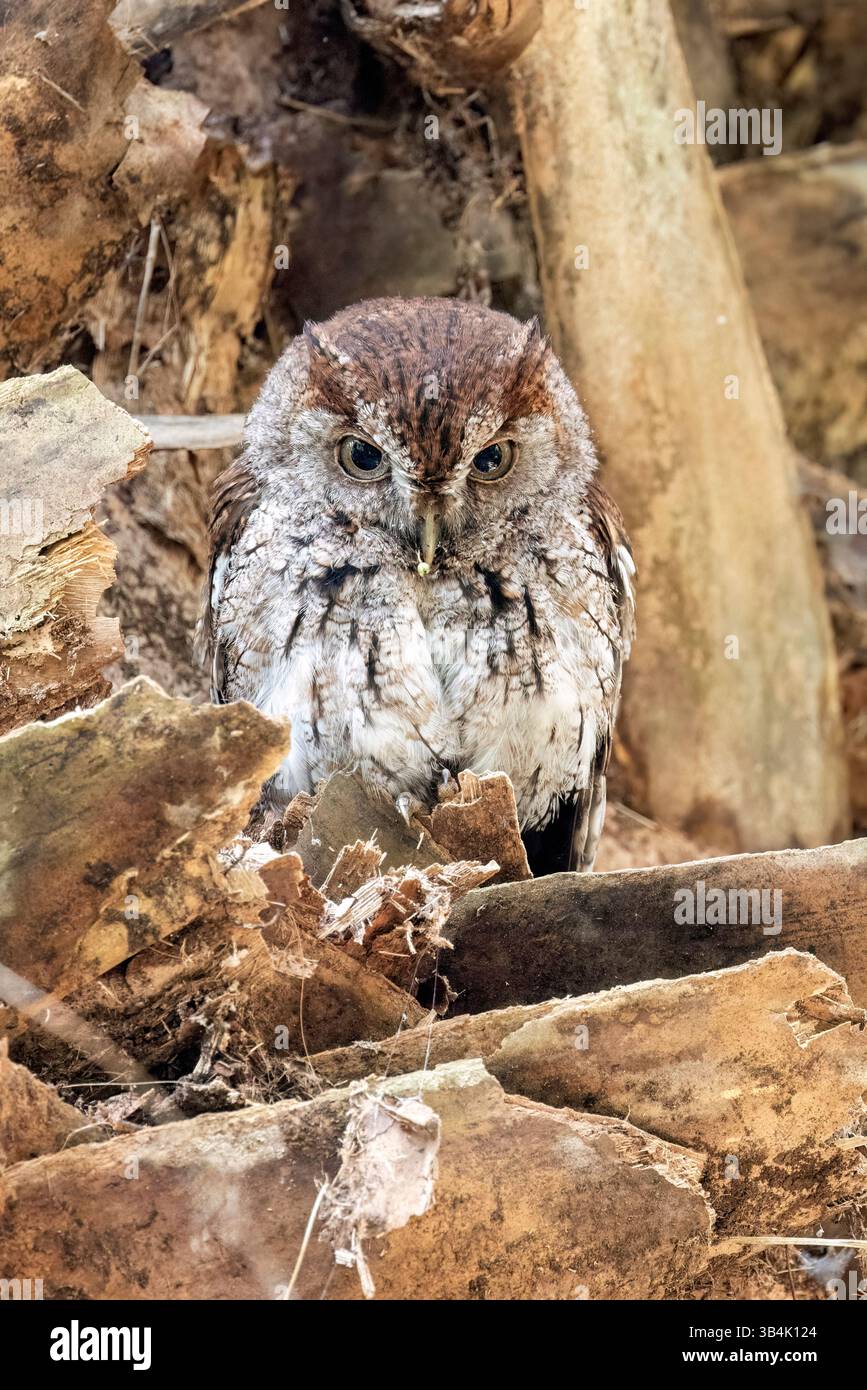 Eastern Screech-Owl (Megascops asio) - Green Cay Wetlands, Boynton ...