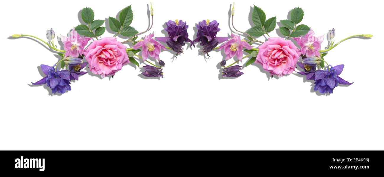 Decorative flower border with pink roses and columbines isolated on ...