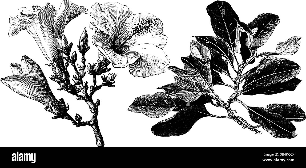 Engraved botanical illustration of coral tree flowers and beach plant ...