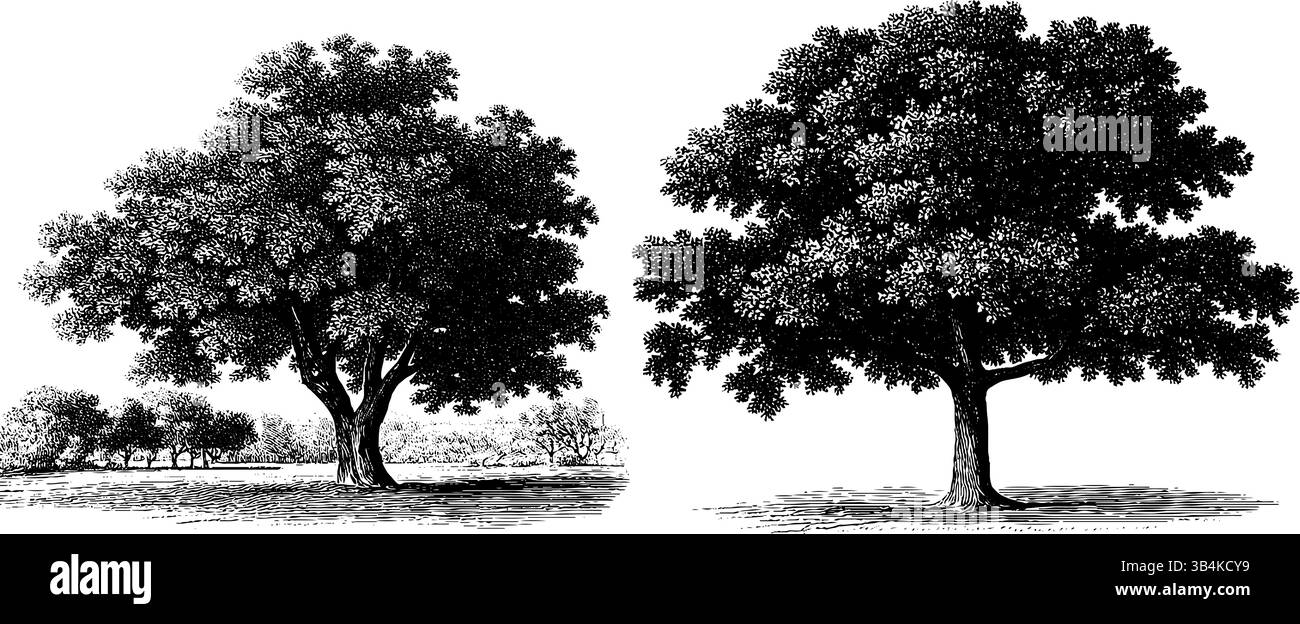 Engraved botanical illustration of teak and mahogany trees for nature ...