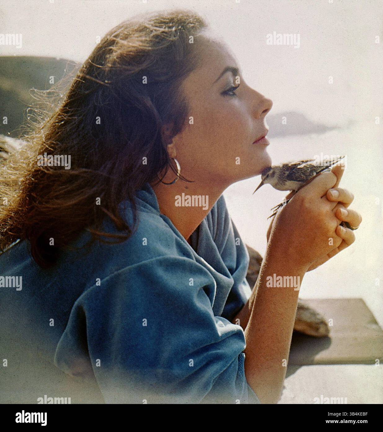 The sandpiper 1965 elizabeth taylor hi-res stock photography and images ...