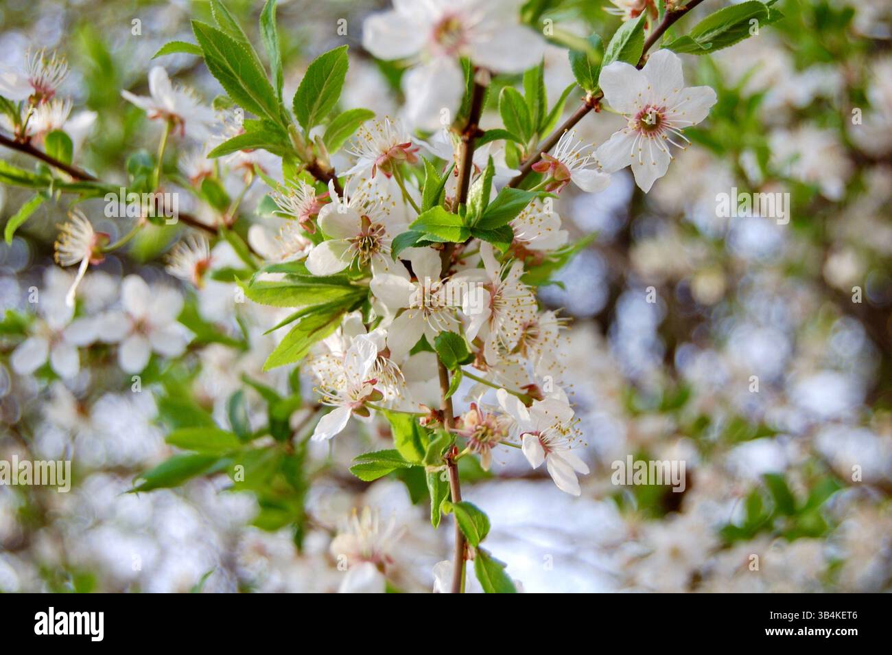 Blossoming Trees in Daylight Stock Photo - Alamy