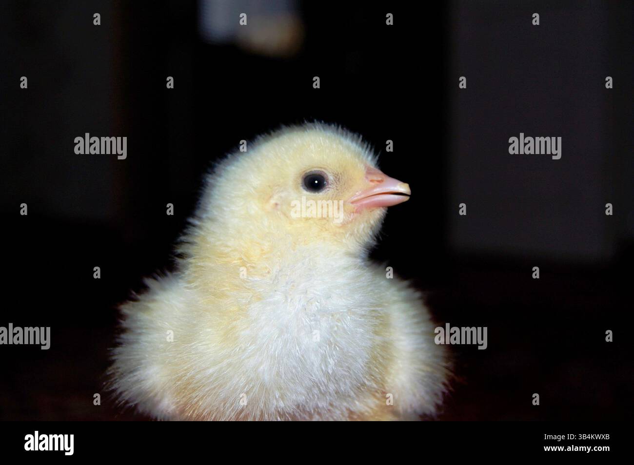 The Little Chick Stock Photo - Alamy