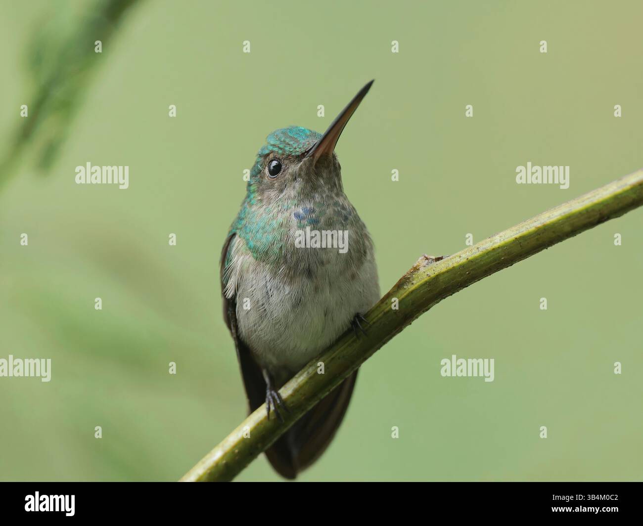 Colibri hummingbird hi-res stock photography and images - Alamy