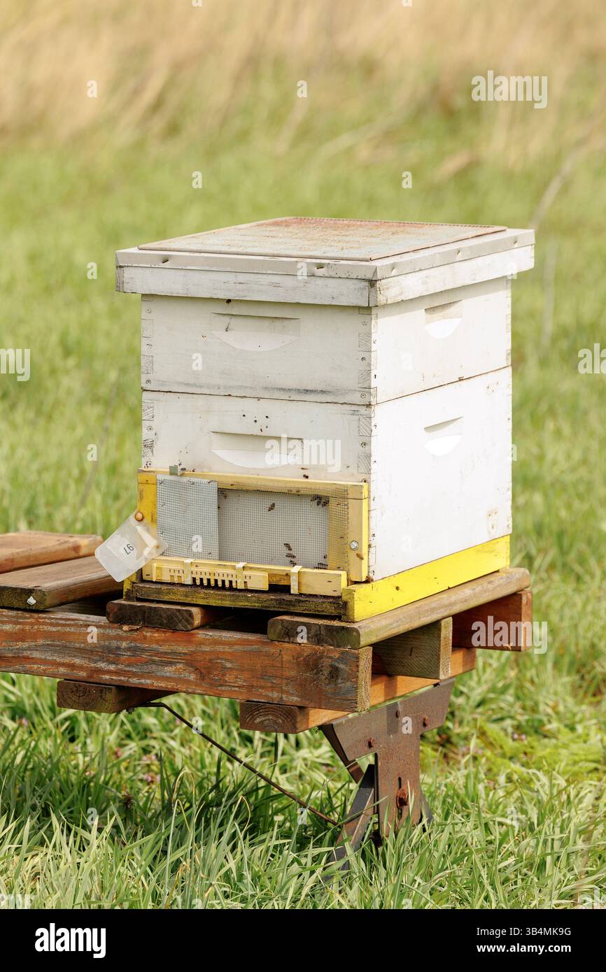 Springhive hi-res stock photography and images - Alamy