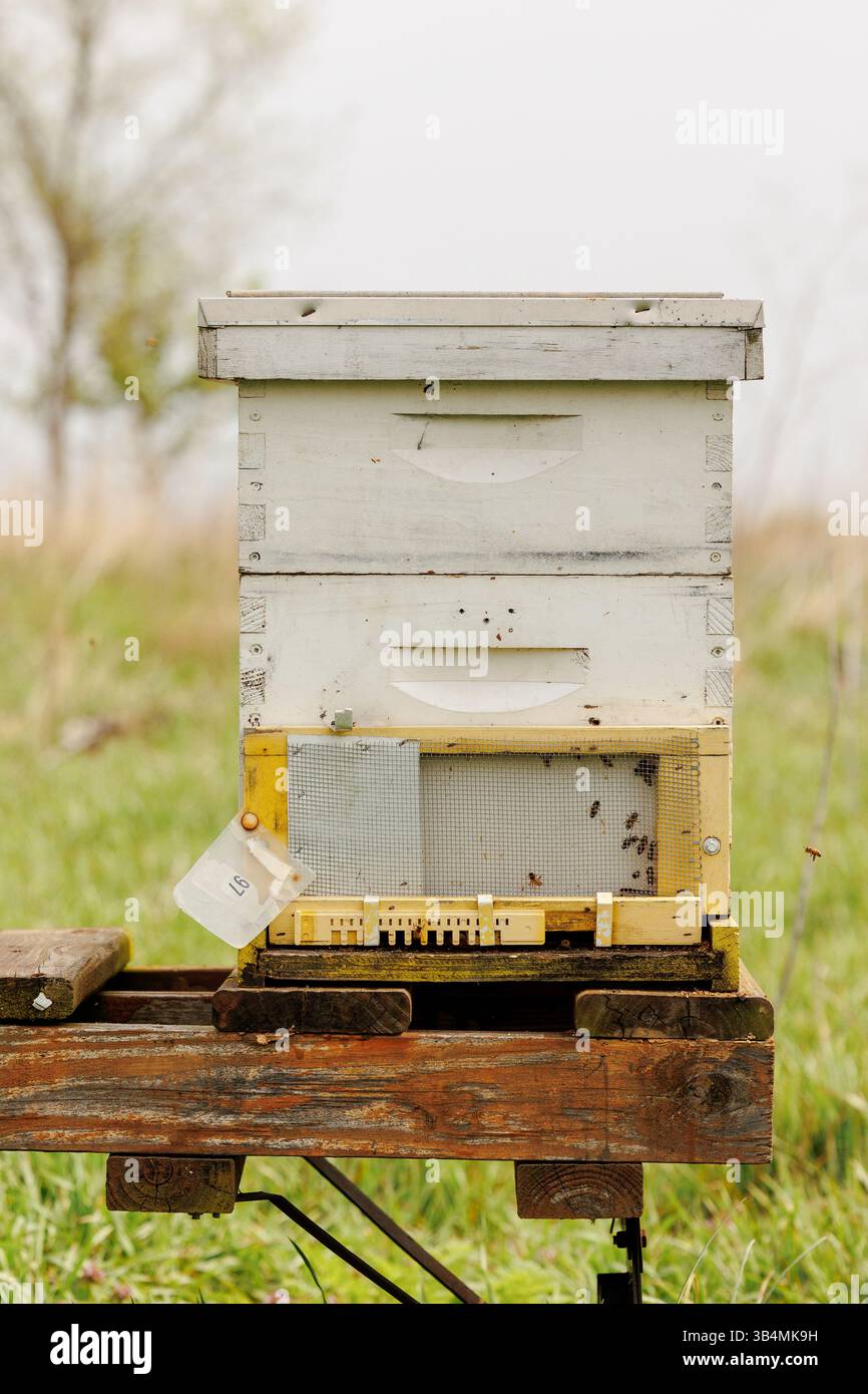 Whitebeehive hi-res stock photography and images - Alamy